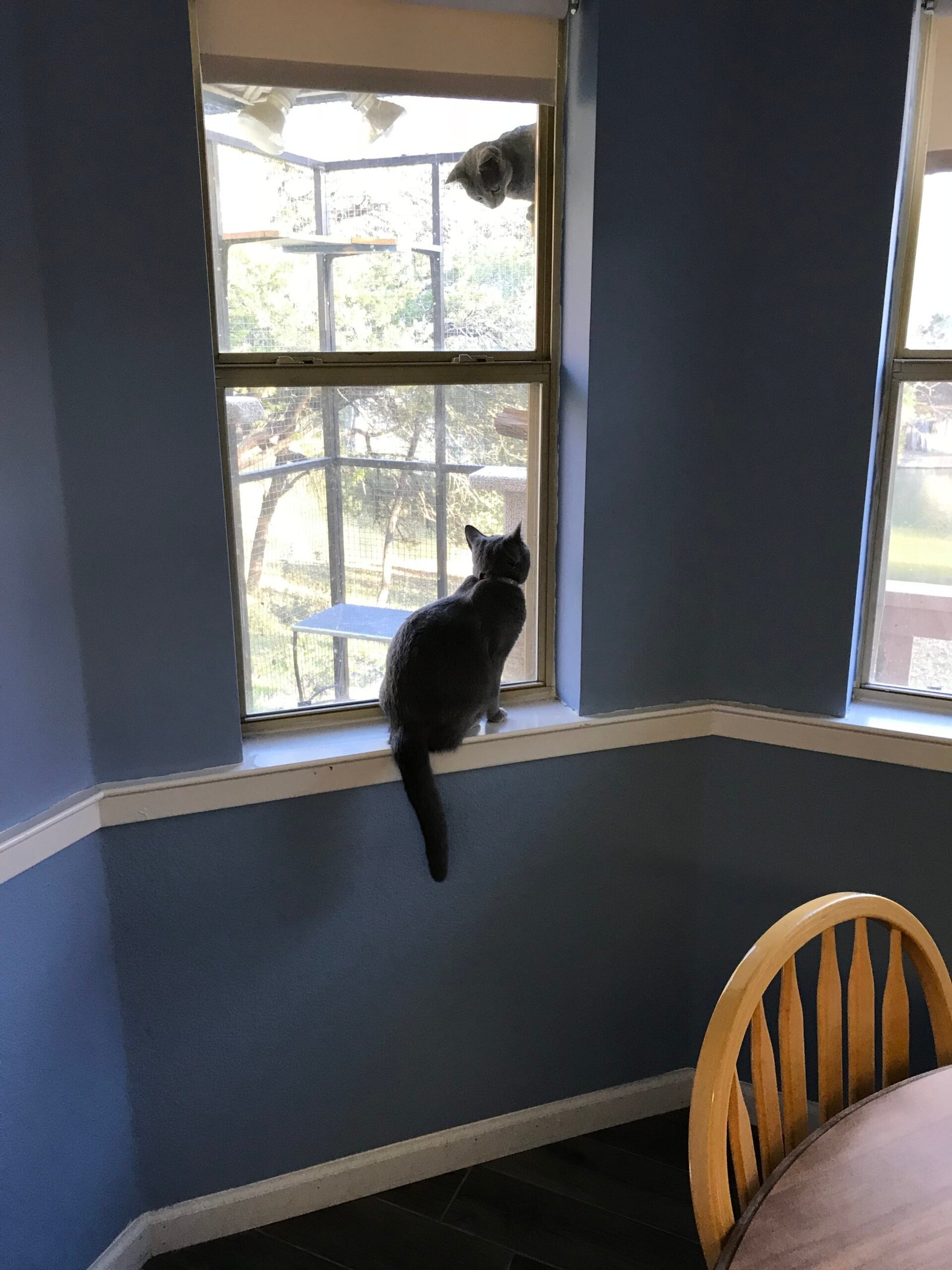 Cat Vogue – A Lifestyle with Cats