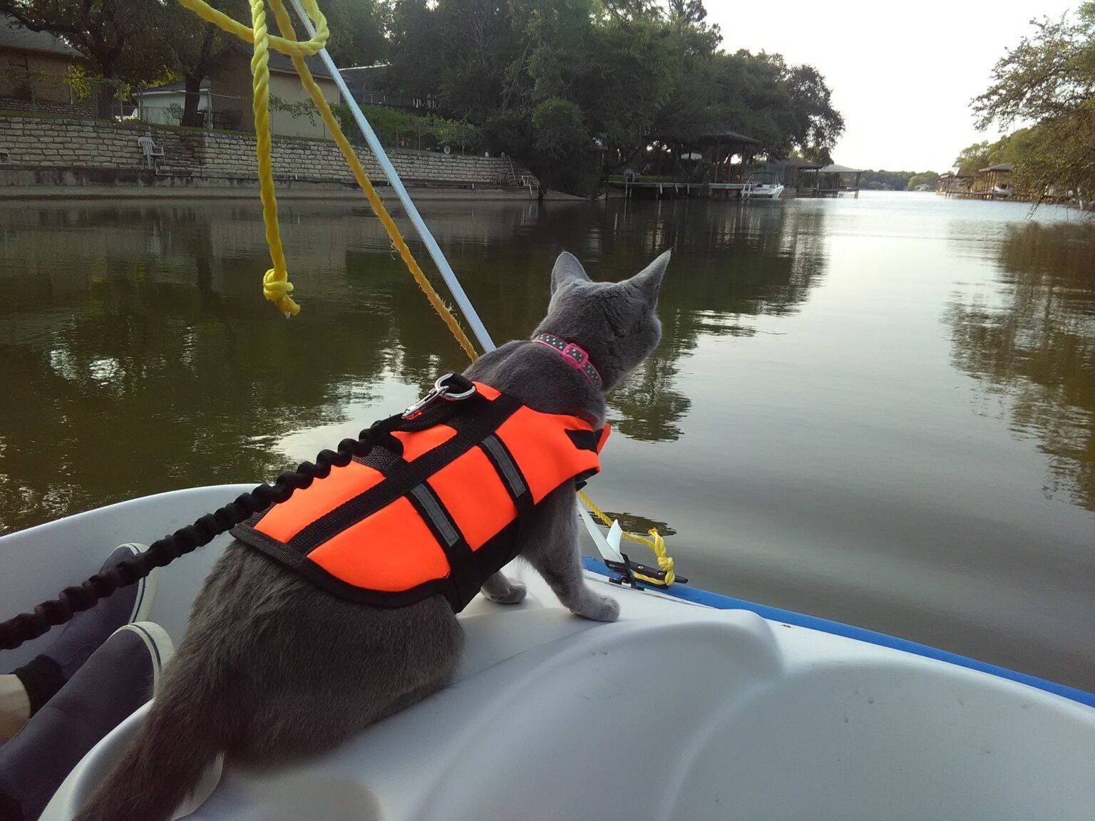 Cat Vogue – A Lifestyle with Cats